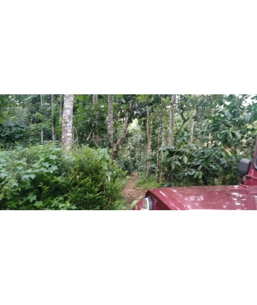 3 Acre Farm Land Panamaram Wayanad