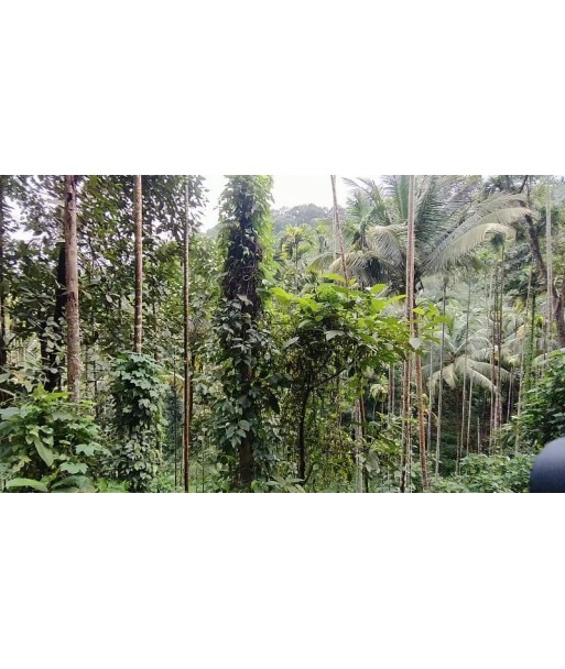 3.30 Acre Agri Farm Land For Sale in Kozhikode Pullurampara